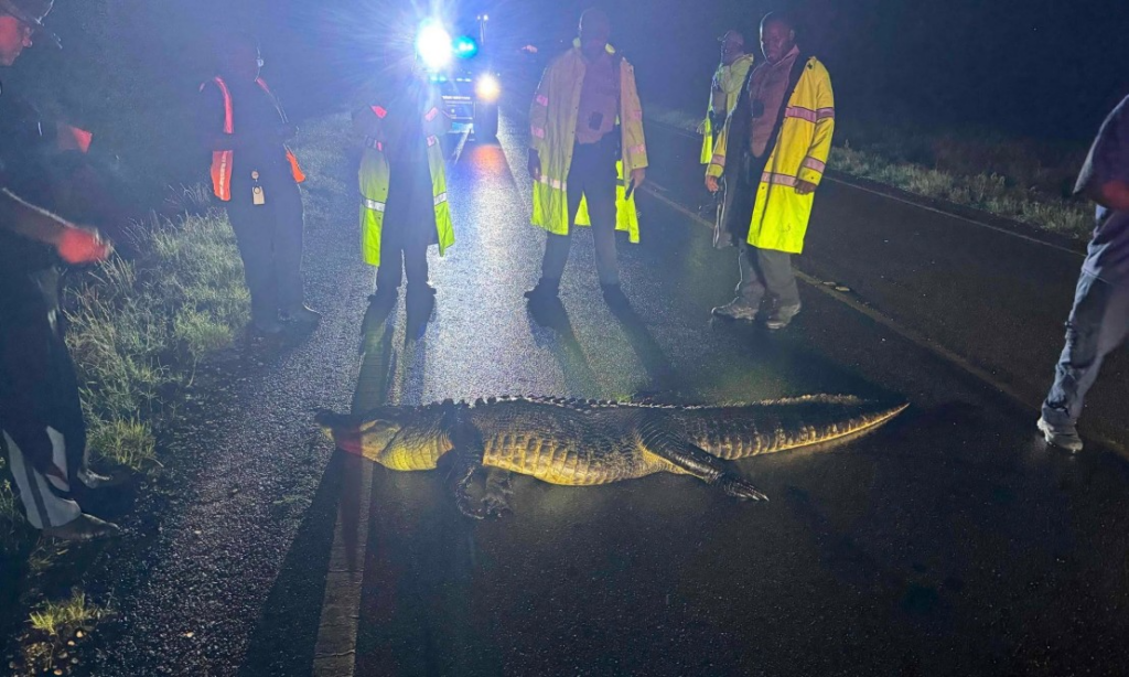 Horrifying Alligator Incident Witness Account